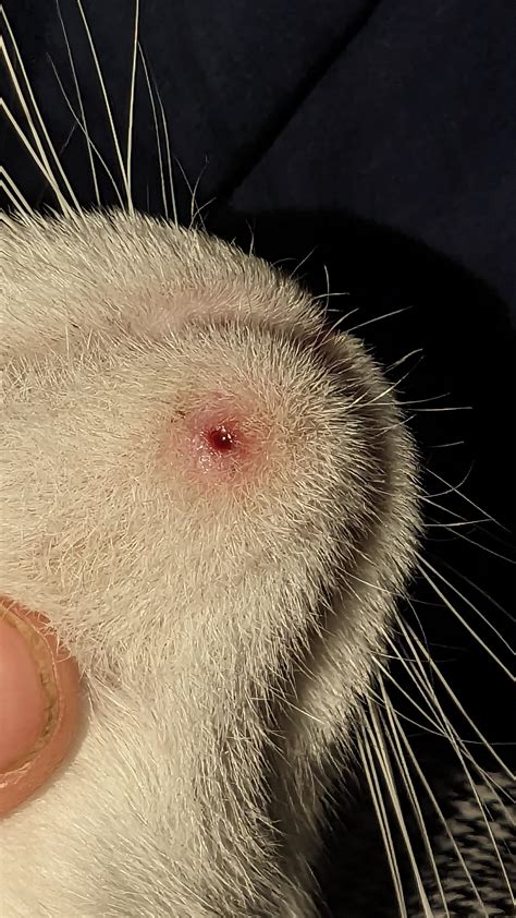 Cat Acne Help Pic Included Rcathelp