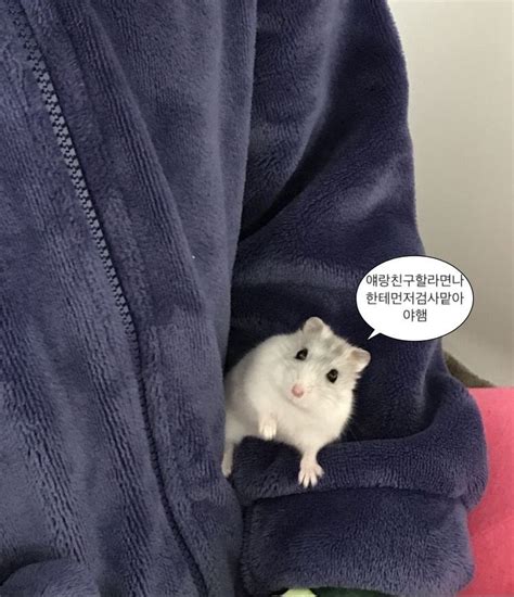 햄스터말풍선짤 햄스터밈 햄스터사진모음 말풍선짤모음 귀여운짤 카톡짤모음 네이버 블로그