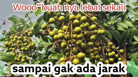 Lagi Dan Lagi Matoa Buah Nya Lebat Banget Sampai Gak Ada Jarak Untuk