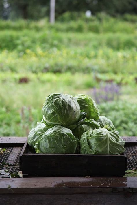 Владата донесе интервентна мерка во износ од 3 денари по килограм за продадена зелка во периодот