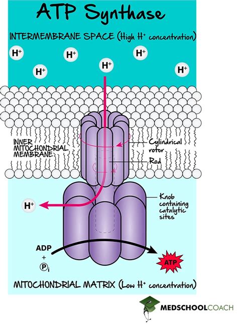 Chemiosmotic Coupling And Proton Motive Force Mcat Biochemistry Medschoolcoach