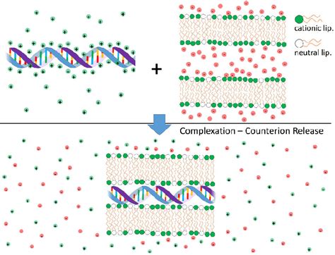 Schematic Illustration Of The Release Of Inorganic Counterions Download Scientific Diagram