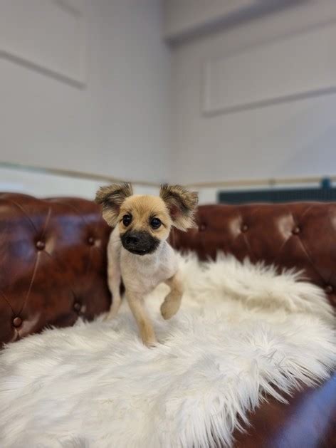 믹스견 앙앙이 책임분양 허스키 부산포메라니안분양 비숑분양 대구강아지무료분양 말티푸성견 대구말티즈분양 믹스견 포매라니안 강아지무료분양 유기견무료분양 유기묘입양 유기묘