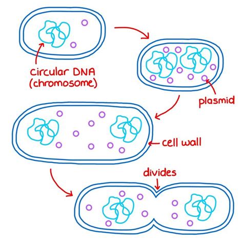 Binary Fission Cell Division