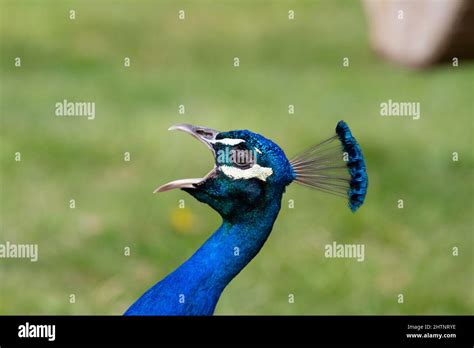 A Male Indian Blue Peacock Pavo Cristatus Calling With His Mouth Open