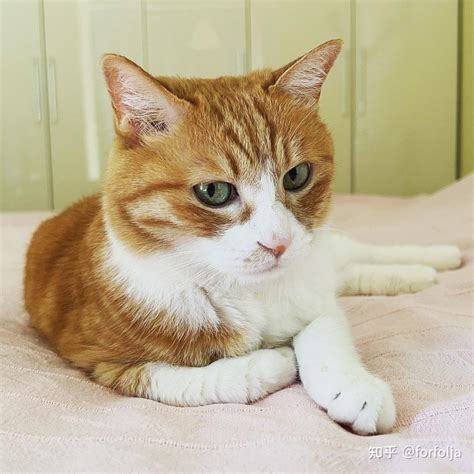 带猫咪到日本全纪录 知乎