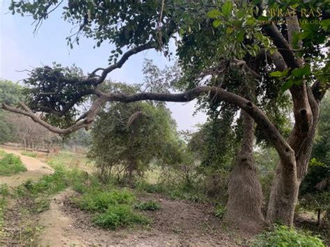 Another View Of Ficus Religiosa And Betel Tree Jointly Growing In Shri Lalita Bagh Vrindavan