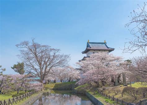 Cherry Blossoms In Hakodate And Southern Hokkaido Best Viewing Spots In May 2025 Live Japan