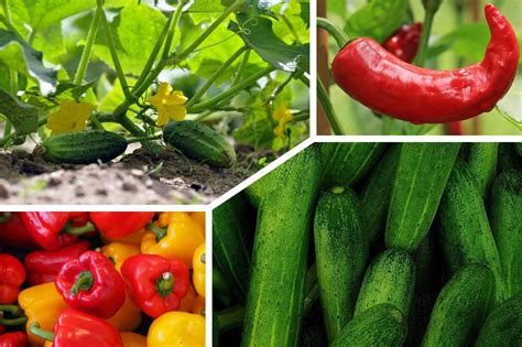 Дачники розповіли чим підживити перець і огірки універсальне добриво Читайте на Ukr Net
