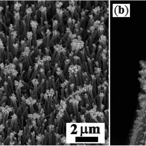 Sem Image Of A The As Prepared Pdnp Zno Hybrid Nanowire Arrays B A Download Scientific