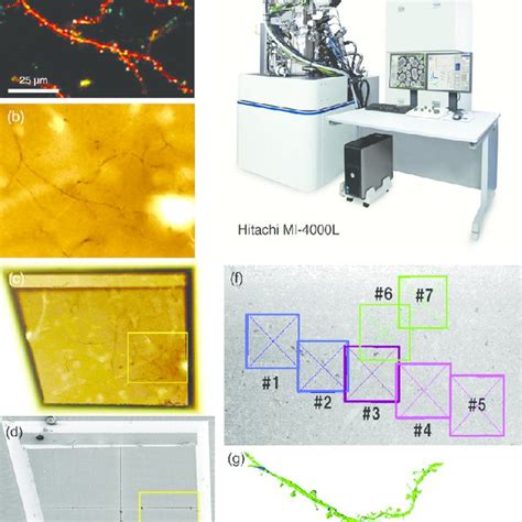 Fibsem Cross Beam Angle Configuration A Fib Mills The Tissue Block