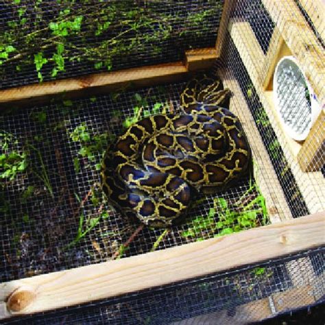 Pdf A Field Test Of Attractant Traps For Invasive Burmese Pythons Python Molurus Bivittatus