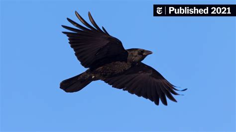Crows Attack People On Rome Streets The New York Times