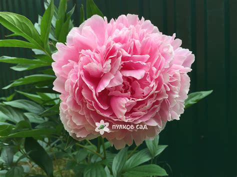 Пион Sarah Bernhardt | Пулков Сад