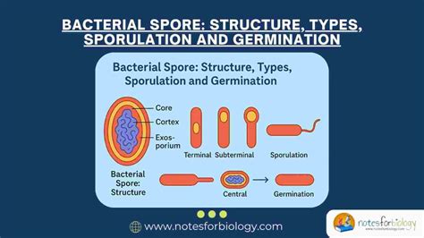 Bacterial Spore Structure Types Sporulation Germination