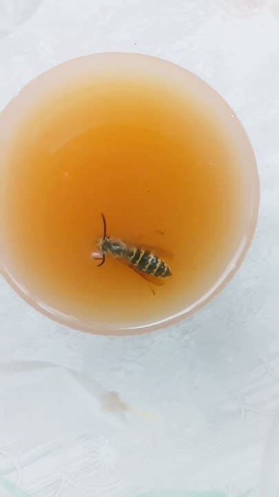 მე ცურვა რატომ ვერ ვისწავლე ამ ბზიკმა წვენში იცურავაა🐝🏊 Youtube