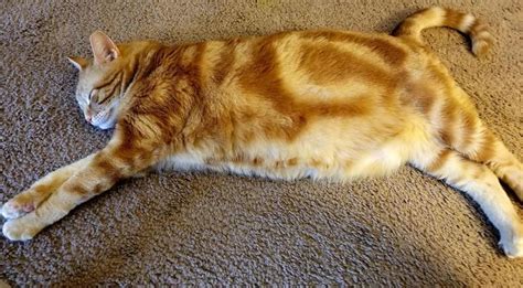 An Orange And White Cat Laying On The Floor