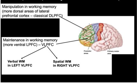 Neuro Cog Final Key Terms Definitions For Economics Study Flashcards Quizlet
