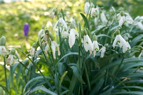 스노우 드롭 꽃들 흰색 꽃 Pixabay의 무료 사진 Pixabay