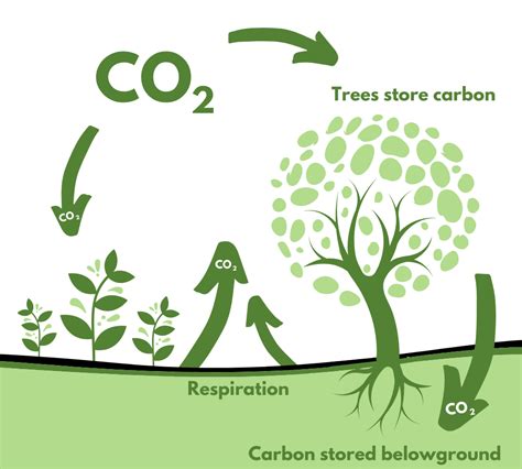 Njdep Greenhouse Gas Carbon Sequestration