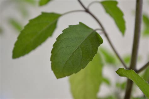 무료 이미지 나무 분기 잎 식품 녹색 생기게 하다 식물학 플로라 닫다 매크로 사진 꽃 피는 식물 식물 줄기 육상 식물 6000x4000