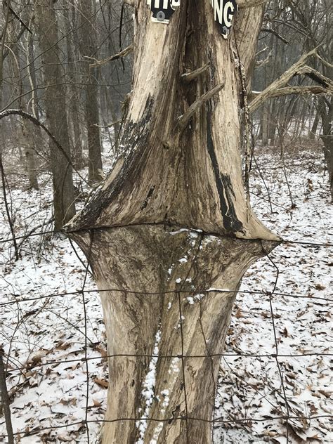 The Way This Tree Grew Around A Fence R Mildlyinteresting
