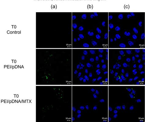 Figure 1 From The Influence Of Circadian Rhythm On Cancer Cells Targeting And Transfection