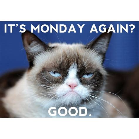 Grumpy Monday Funny Grumpy Cat Memes Grumpy Cat Humor Funny Cat Memes