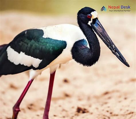 The Mysterious Black Necked Stork A Fascinating Bird Nepal Desk