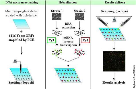 분자신경생물학 Dna 마이크로어레이dna Microarray 네이버 블로그