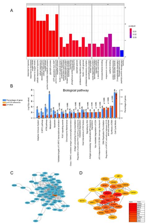 Functionally Annotated Pgk1 Co Expression Module Top 100 Go Annotation