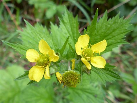 Photographs Of Geum Macrophyllum Uk Wildflowers Flowers And Bracts