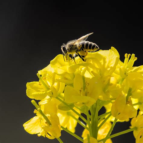 Pemerkosaan Biji Minyak Lebah Foto Gratis Di Pixabay Pixabay