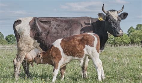 Do Cows Like Being Milked Hand Milking Vs Machine Milking Farmhouse