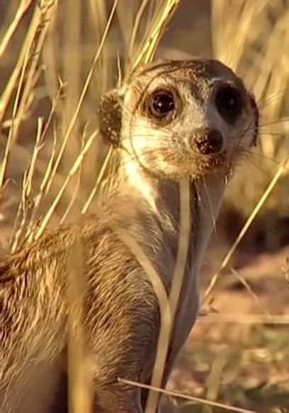 Watch Meerkat Manor S02e05 Episode 5 Free Tv Shows Tubi