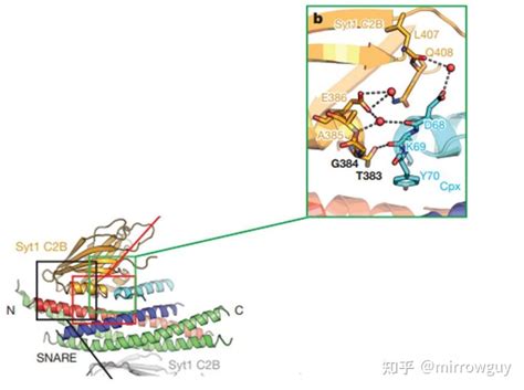 使用pymol软件制作文献中的蛋白质结构图 知乎