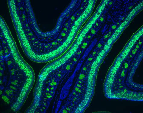 Olfactory Epithelium From Omp Gfp Mice Art In Stem