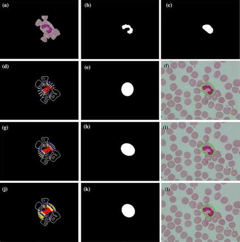 Cell Segmentation Step A Selected Object In Rgb B Segmented Nucleus