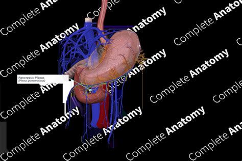 Pancreatic Plexus Complete Anatomy