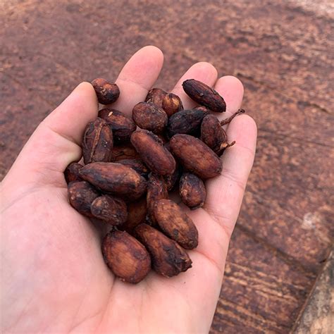 Cacao Origen Color Cacao