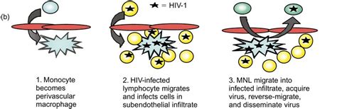 Propagation Of Virus In The Subendothelial Compartment After Migration