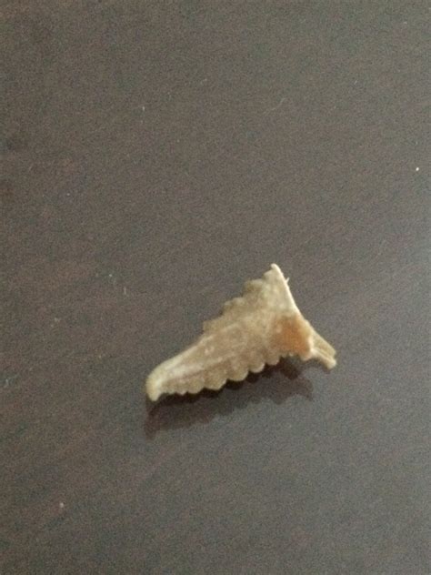 Fossilized Crab Claw Fossil Id The Fossil Forum