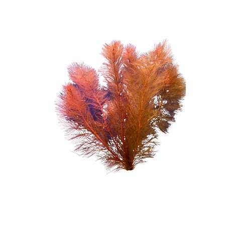 Myriophyllum Papillosum Red Milfoil Submersed Grown Nature Aquariums