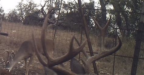 11 Pointer Album On Imgur