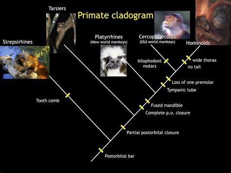 Primate Cladogram