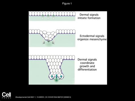 At The Roots Of A Never Ending Cycle Ppt Download