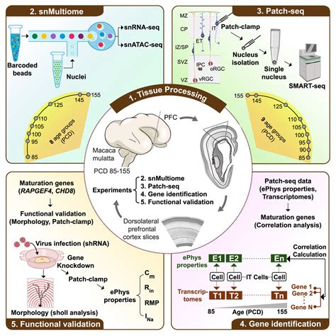 Multimodal Analyses Reveal Genes Driving Electrophysiological