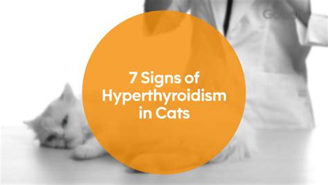 7 Signs Of Hyperthyroidism In Cats Goodrx