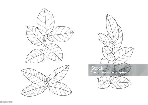 잎 선 단일 잎과 잎 패턴 검은 색흰색 배경 일러스트 벡터에 색상 장식에 가져 개념에 대한 스톡 벡터 아트 및 기타 이미지 개념 검은색 계획 Istock