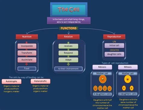 Functions Of A Cell Diagram Khan Describe The Structure Of C